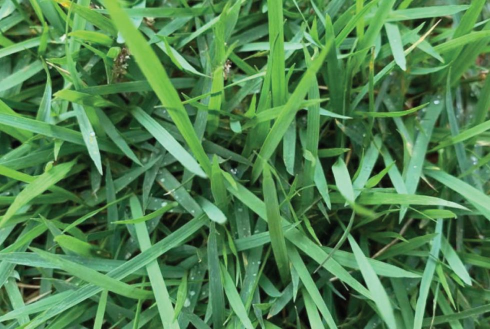 Turf Varieties | Billabong Turf